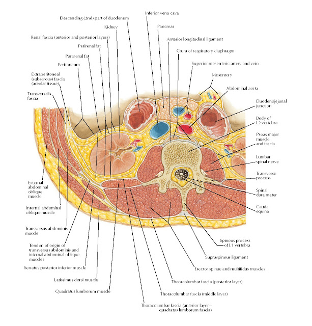 Lumbar Region of Back: Cross Section Anatomy - pediagenosis