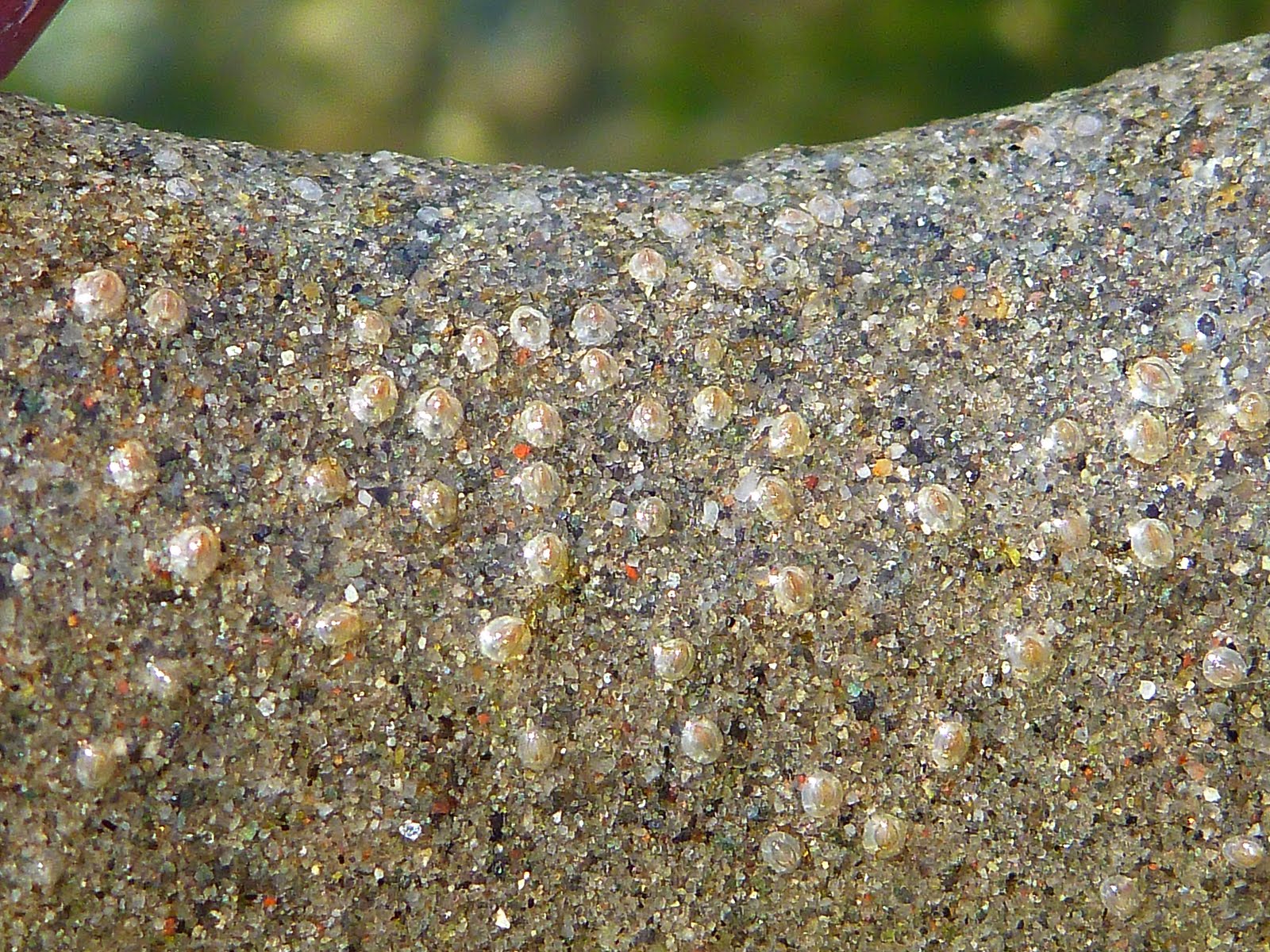 Buzz's Marine Life of Puget Sound: Sand Collar Season....or More Tiny ...
