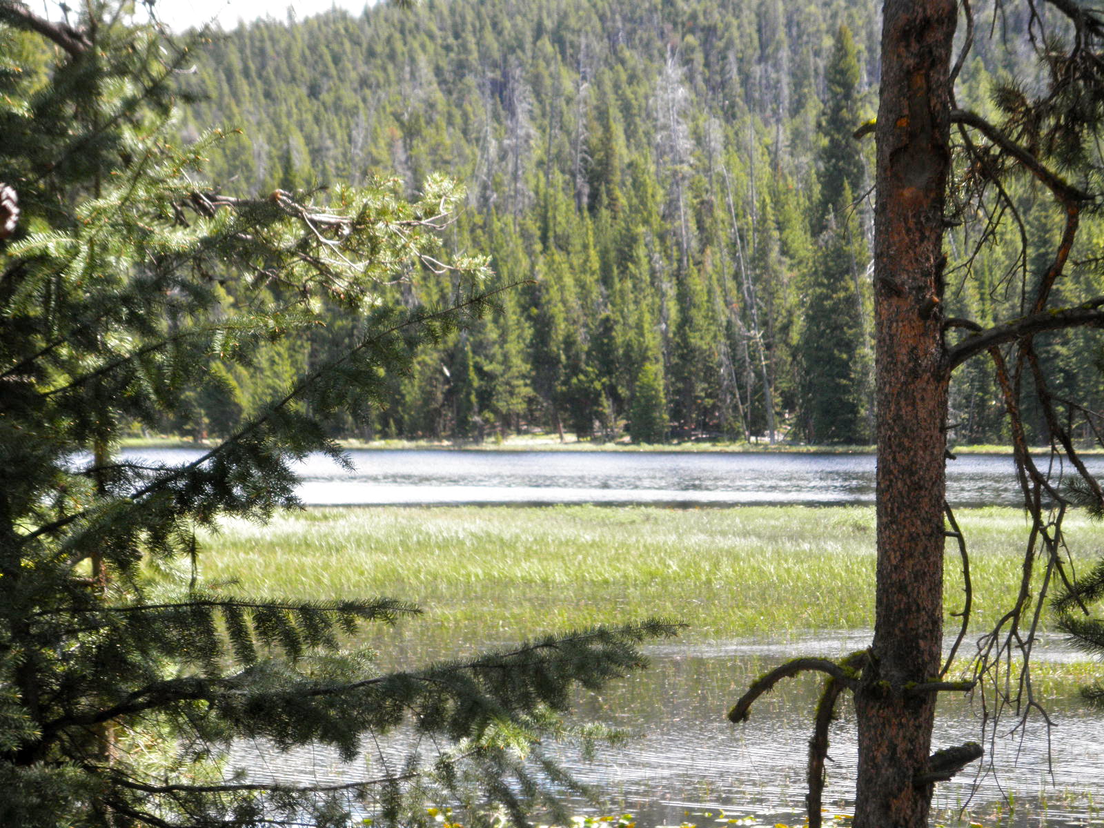 Dave & Margie's Yellowstone / Denali National Park Summer: RIBBON LAKE ...