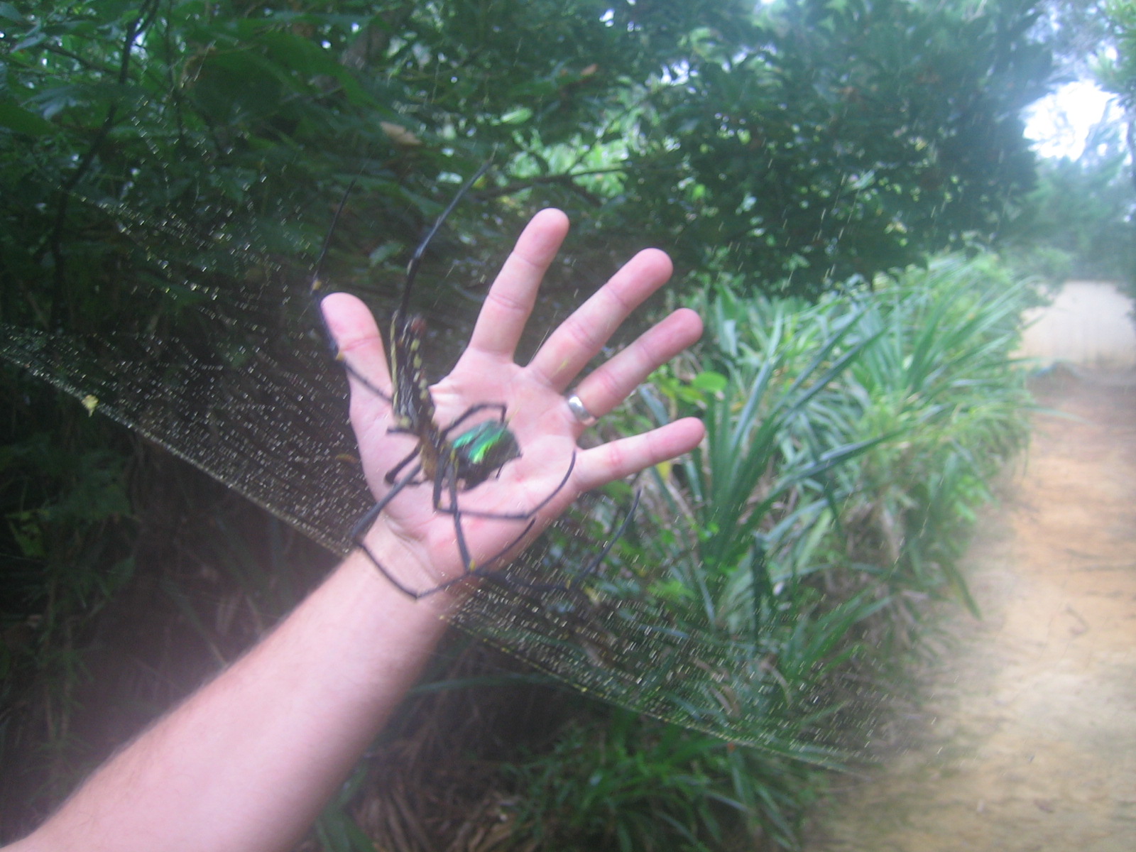 Pictures: Nephila Pilipes