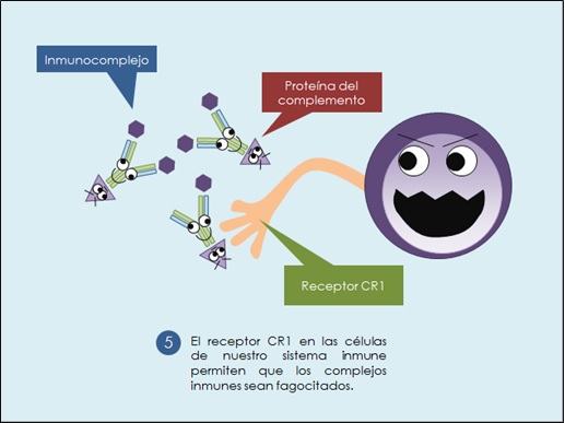 immunis: Lupus eritematoso sistémico (LES) y complemento.