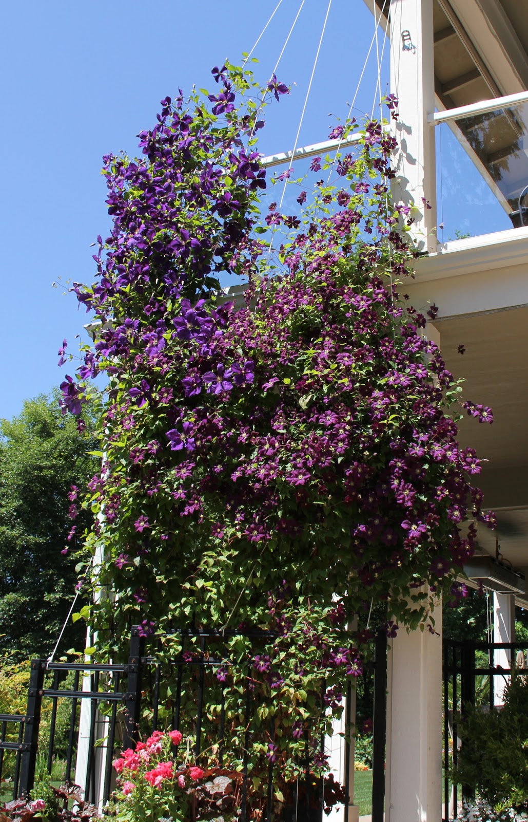 Debbie Angel's Garden: Clematis Jackmani and Jackmanii Superba