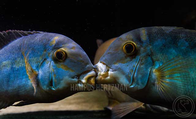 Parrot Cichlid / Bayan Cichlid (Hoplarchus Psittacus)