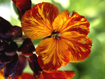 Alhelí, flor de mi infancia