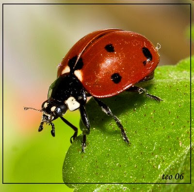 ENTOMOLOGÍA AGRÍCOLA