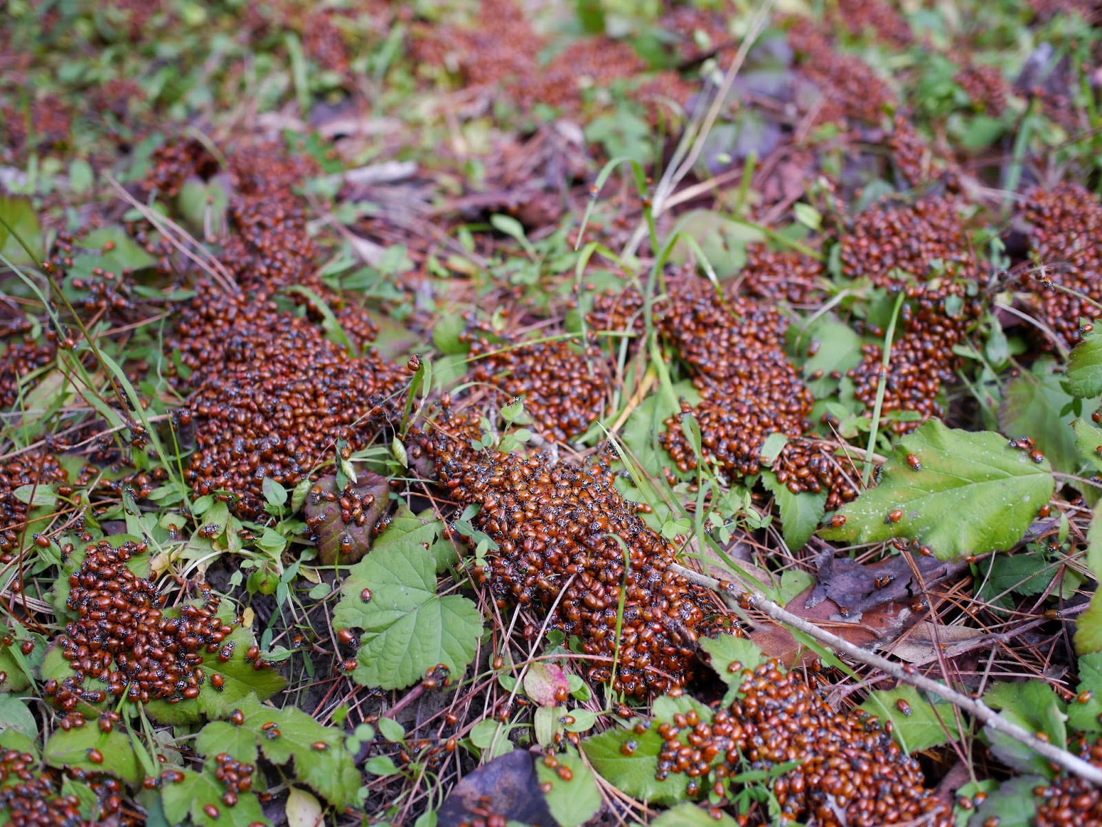 Swarm Of Ladybugs