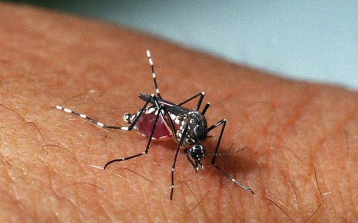 Saúde| Casos da febre chikungunya têm aumento de 185% em Mato Grosso ...