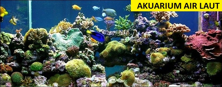 Aquarium air laut ~ Blog Akvodecor.com