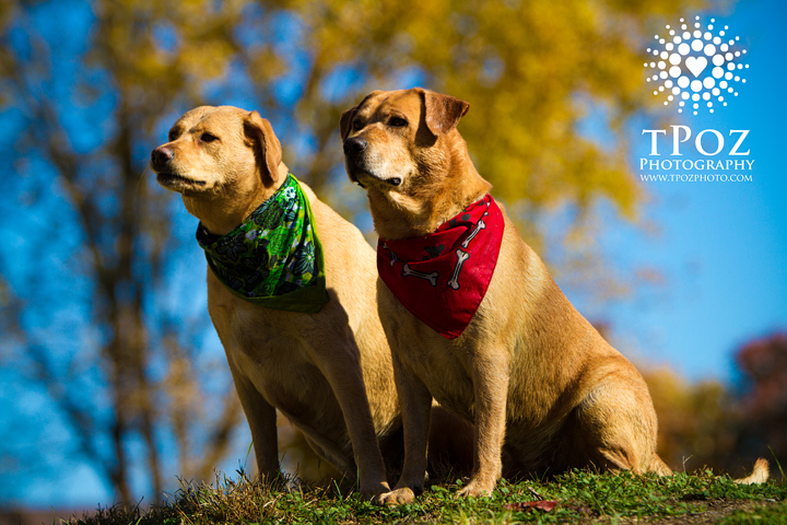 Luke + Kenly [Baltimore Dog Photographer]