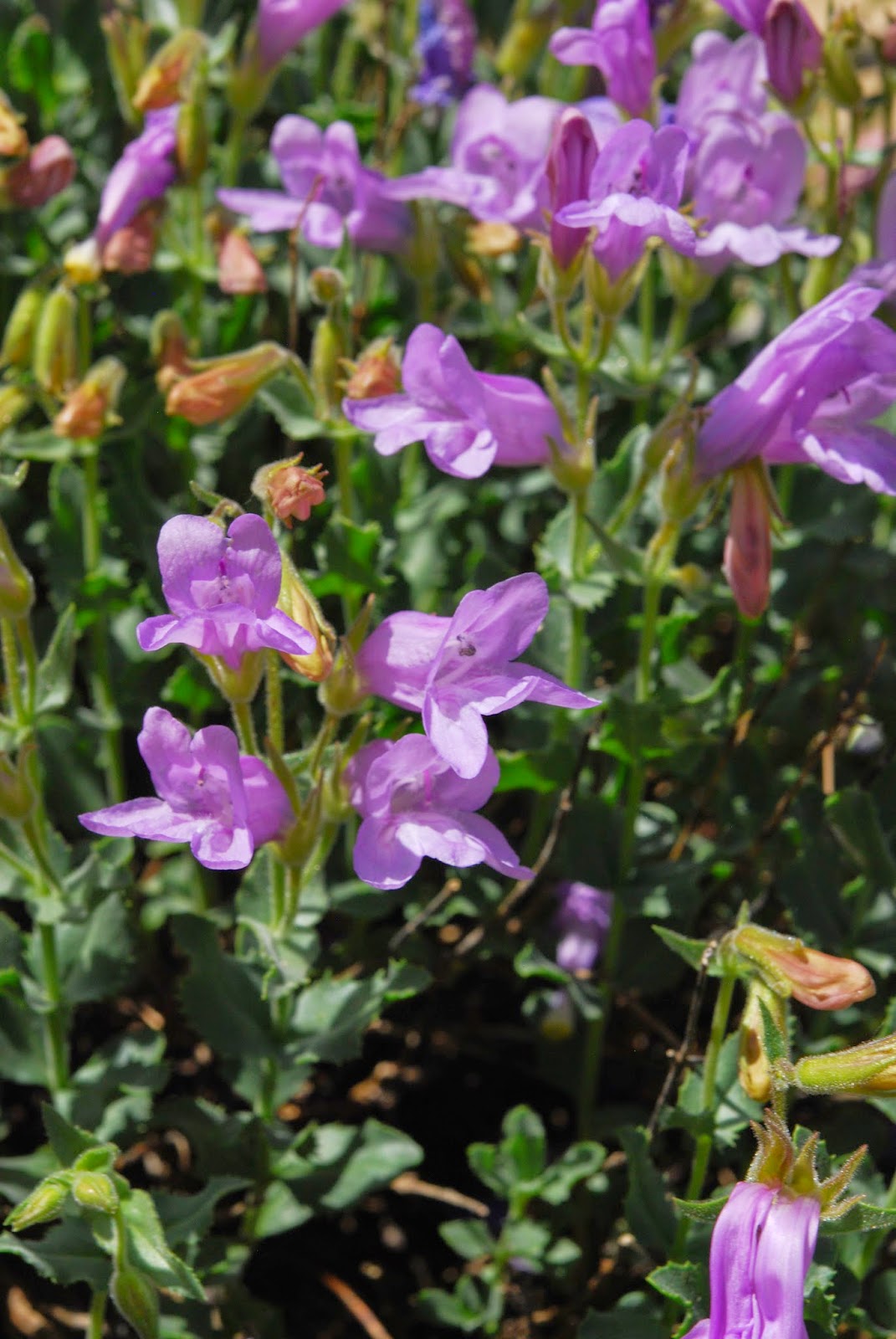 Wildflowers of the Wasatch Mountains and Bear River Range: Key to Penstemon