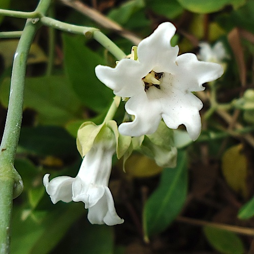 Theobrominated: Wednesday wildflower: moth plant