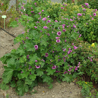 Plant Gallery - Encyklopedia Roślin: Malva species and varieties photo ...