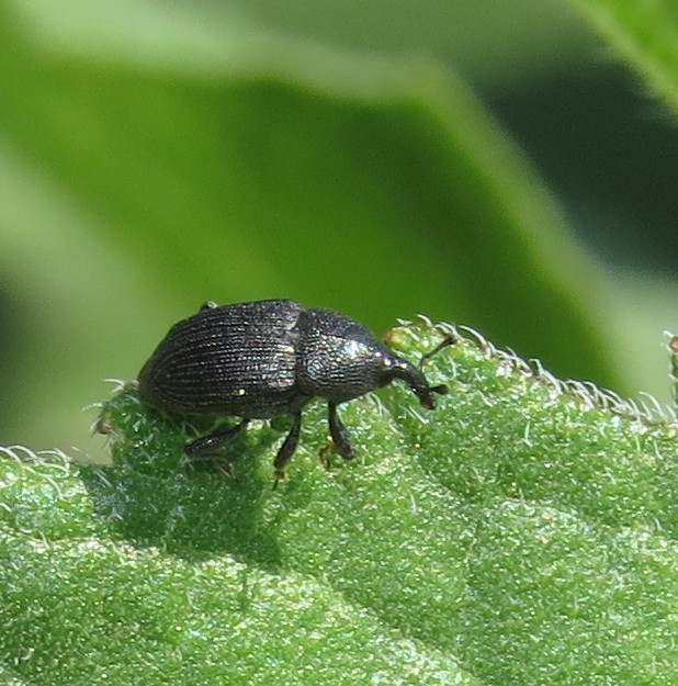 Bug Eric: More Insects From Sunflowers