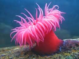 Clasificación de los Seres Vivos: Cnidarios