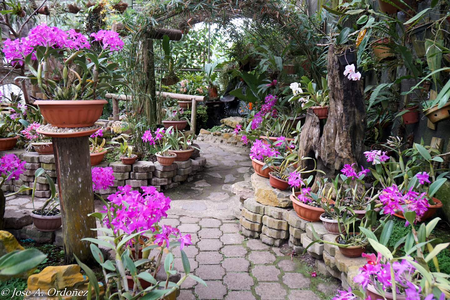El Jardín de la Barrosa: Viajes recientes. Jardín Botánico Lankester en ...