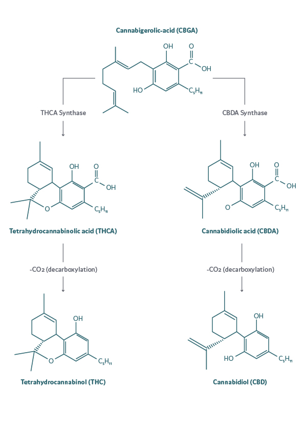 Cannabinoideando: CBD vs THC - ¿Cuáles son las diferencias?