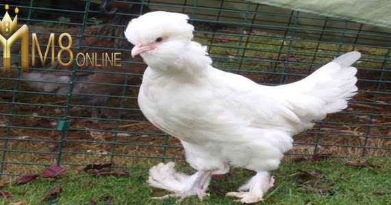 M8WIN AGEN JUDI SABUNG AYAM ONLINE 1: Karakteristik Dari Ayam Sultan