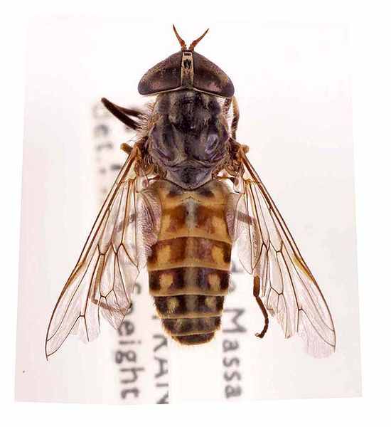 Male Horse Fly Mating Techniques
