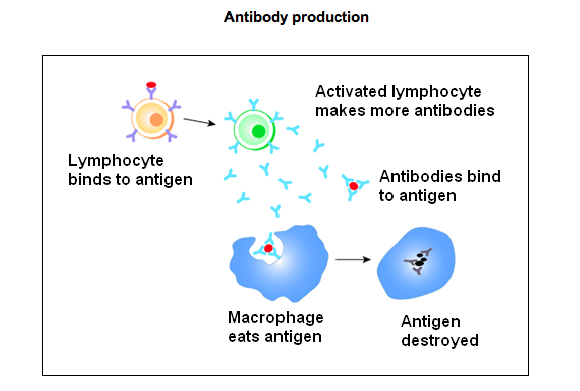 IB Biology Project: 6.3 Defense Against Infectious Diseases