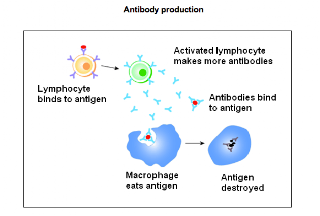 IB Biology Project: 6.3 Defense Against Infectious Diseases