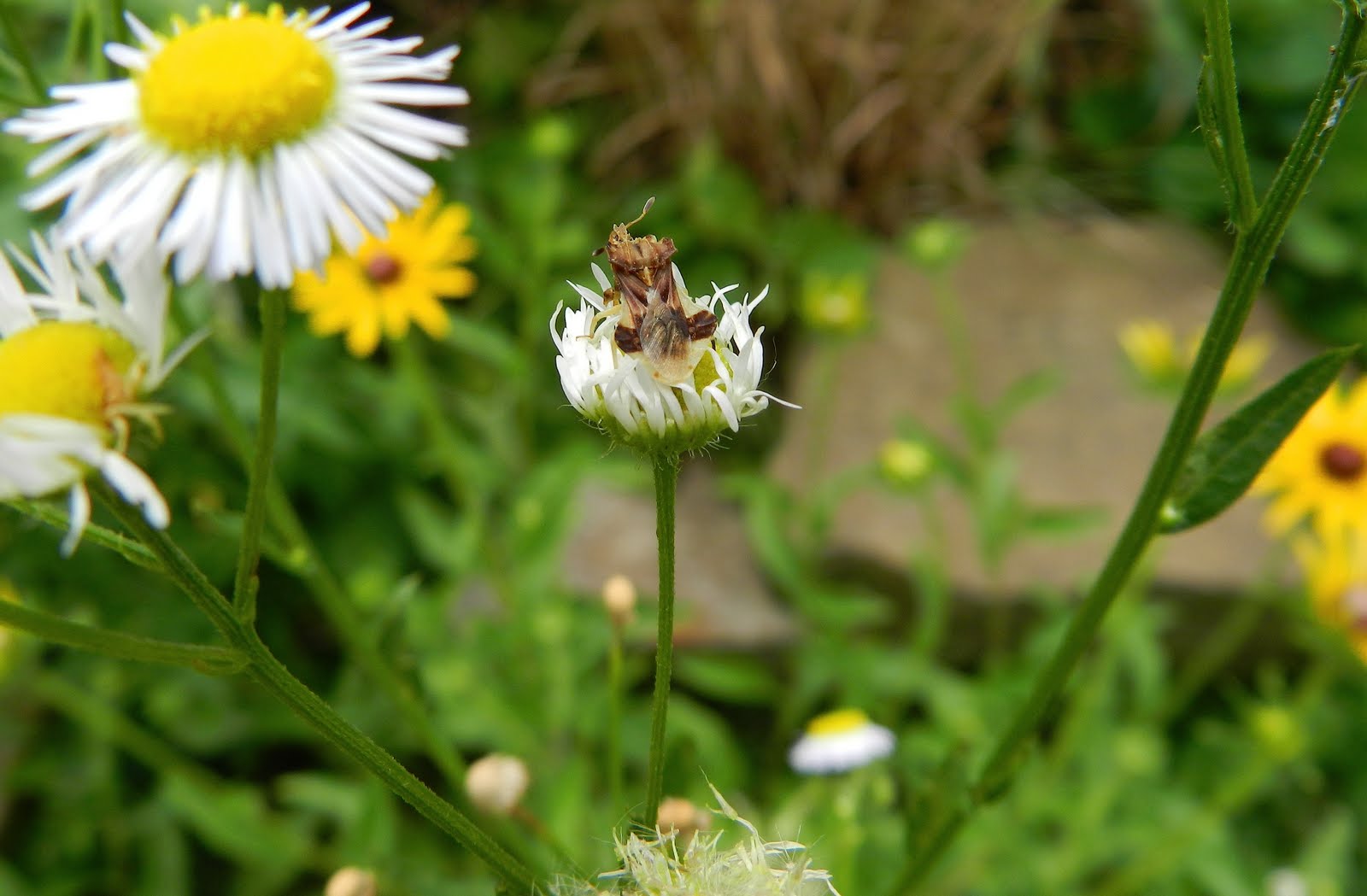 World Peace Wetland Prairie: Diversity of insects using peace-circle ...
