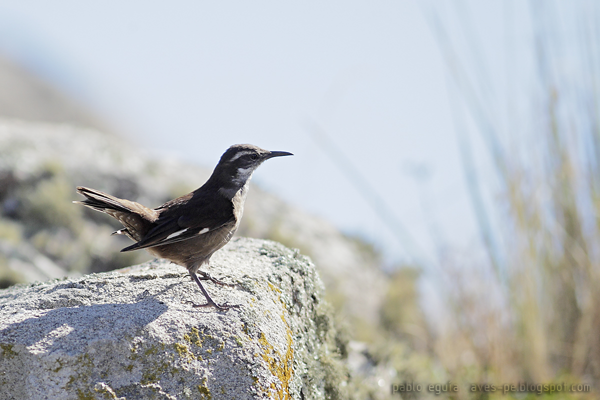 mis fotos de aves: Cinclodes olrogi Remolinera Chocolate Olrog's Cinclodes
