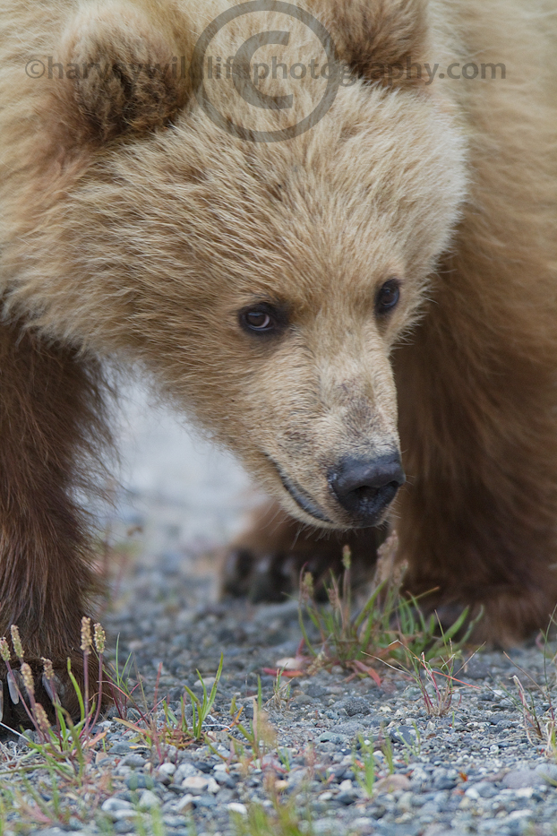 HW Photo & Safaris: Brown Bears Last Day...