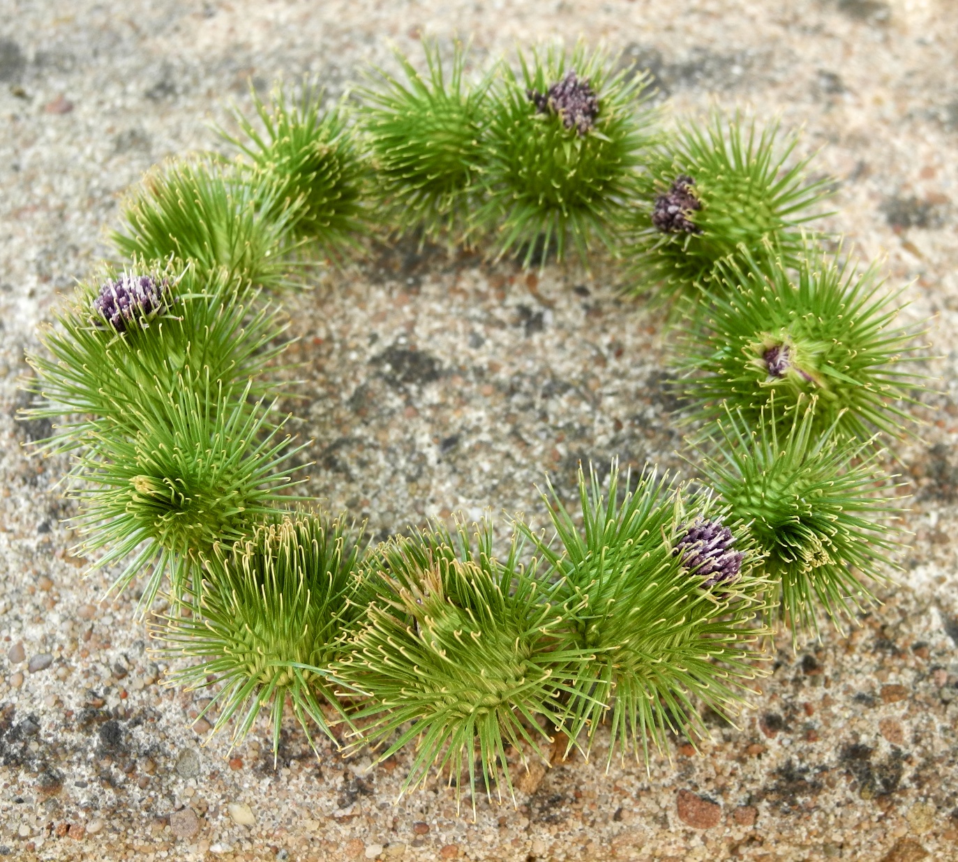 Schmiedegarten: Anhängliche Kletten