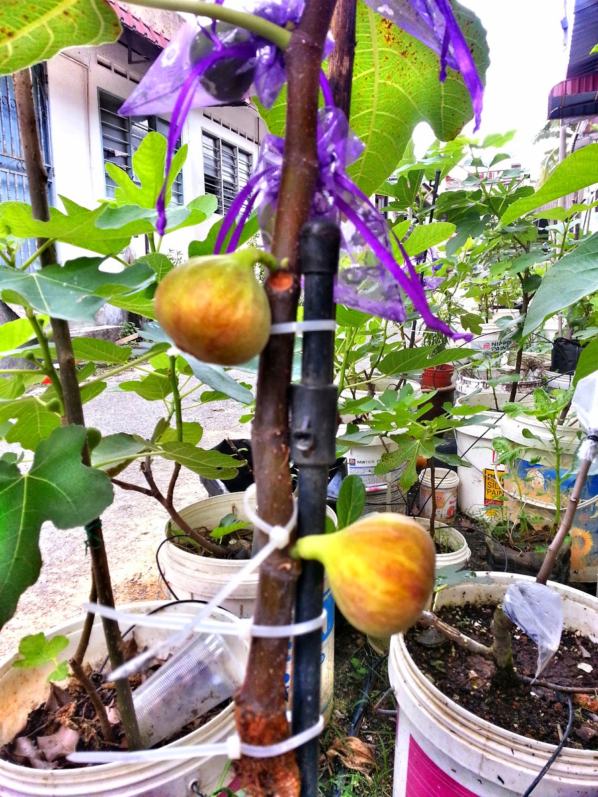 TaMAn TEmPErATe: australia flanders fig profile update