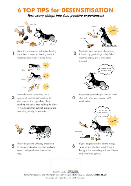 Zoomdog Agility and Sports Club: 6 Top Tips for Desensitization