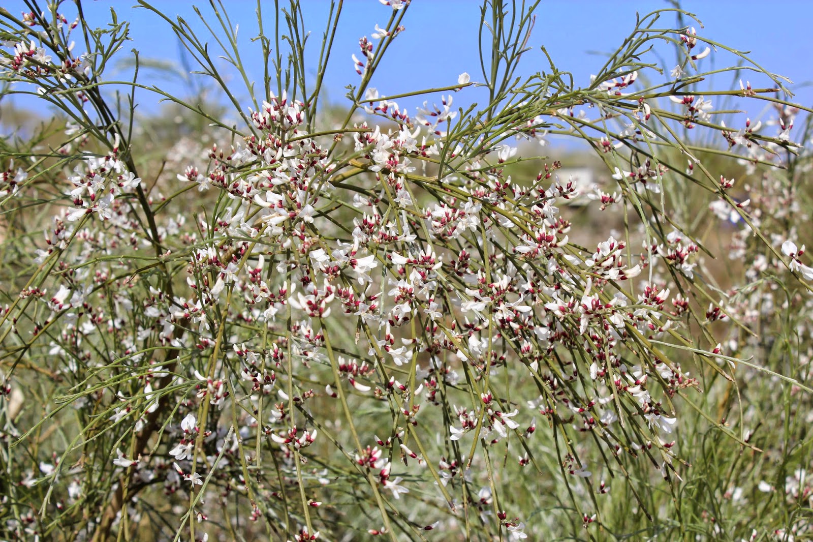 Bomen en Struiken: Iberische Brem