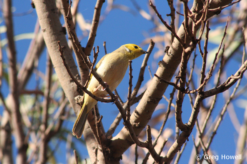 Leeuwin Current Birding: WA Endemic Subspecies - An Annotated List ...