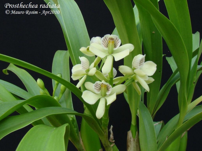 Asociación Jalisciense de Orquideología: Descripciones de Plantas (O a P)