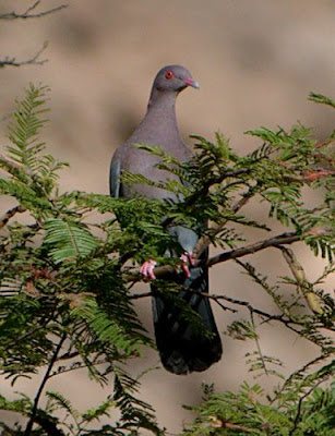 PLAAN : Paloma Peruana - Patagioenas oenops