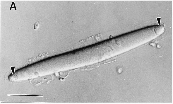 Ciri-Ciri / Karakteristik Sel Organisme Prokariotik:blog info