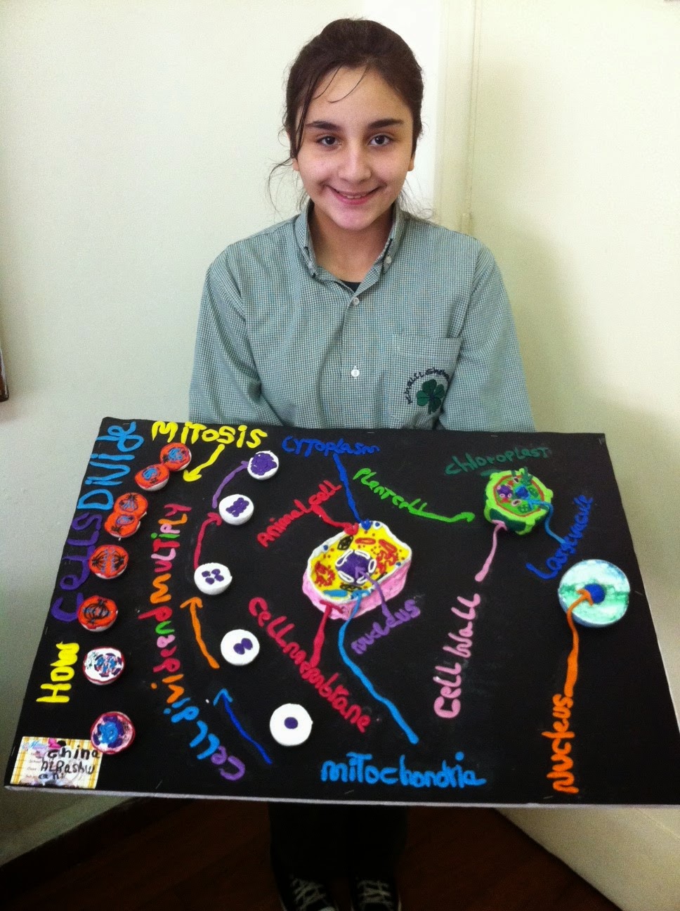 Rawaa Shehab: Modeling the stages of Mitosis