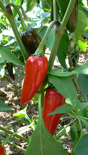 Real World Gardener: Paprika Spice and Soft Tree ferns