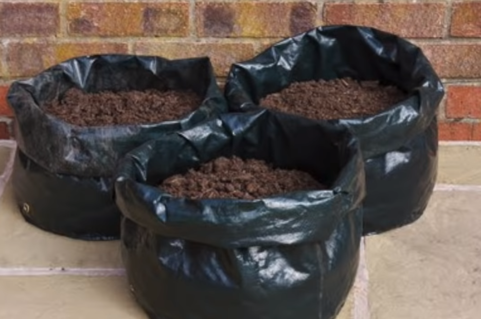 Akak Tak Perlu Beli Kentang Lagi! Begini Cara Tanam Kentang Dalam Guni ...