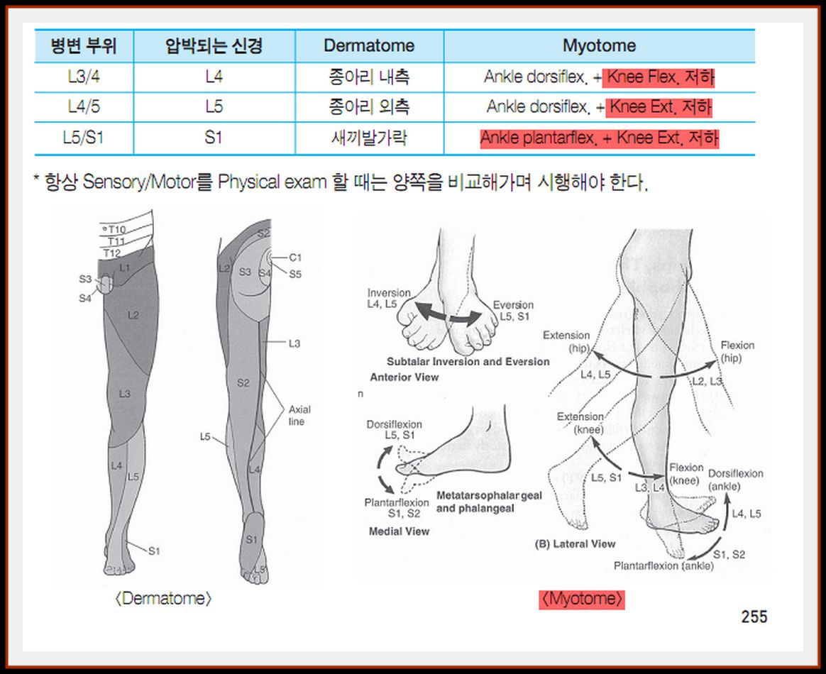 truthlady3: Dermatomes Dermal Segmentation