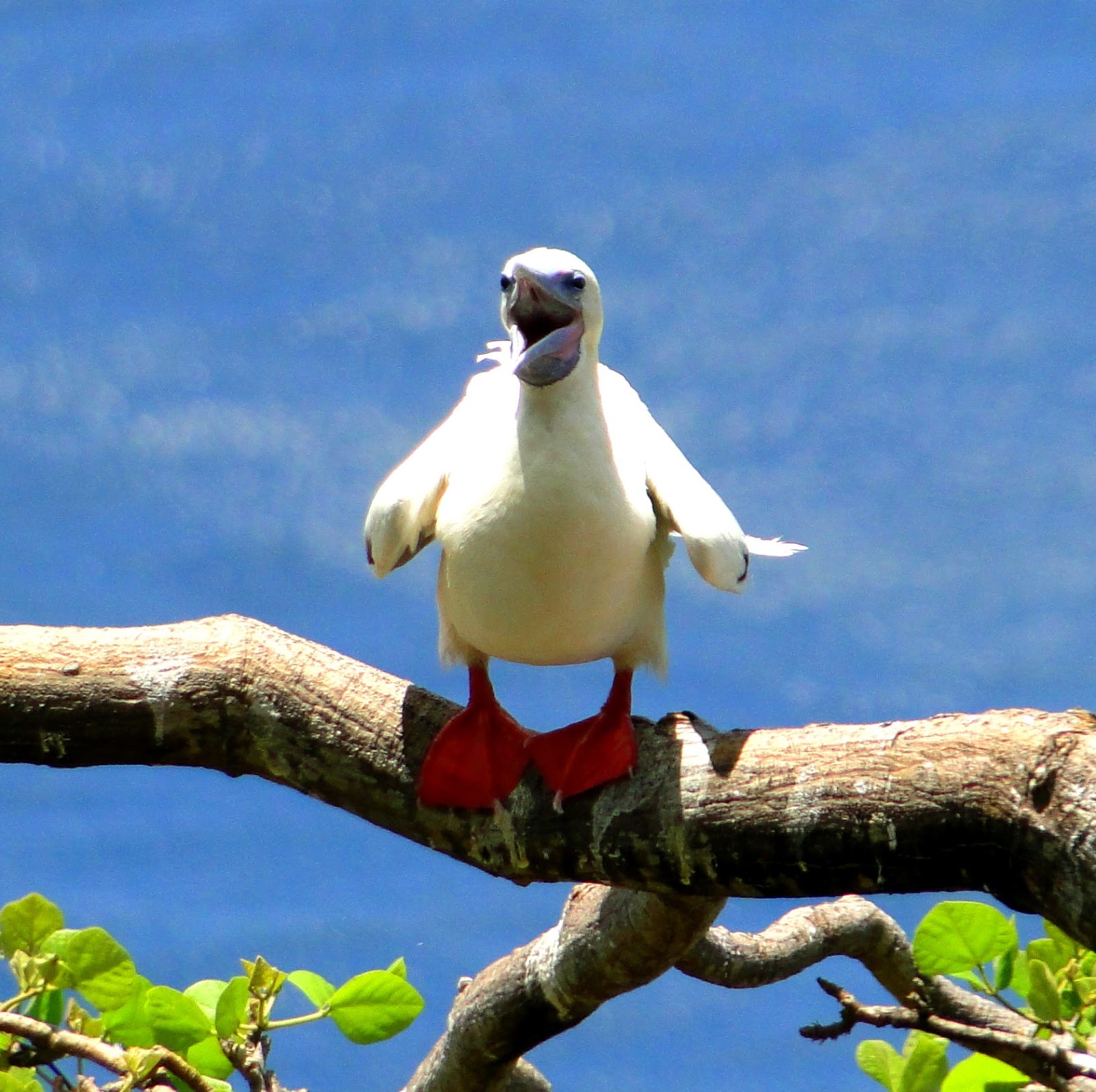 RED FOOTED BOOBY photos - wallpapers | the fun bank