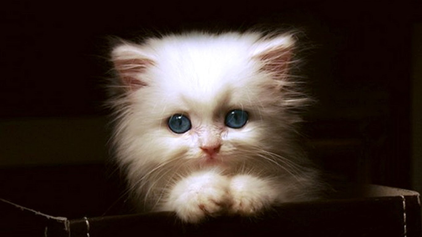 "AMBASSADOR FOR JESUS": "Girt about the paps with a golden girdle."