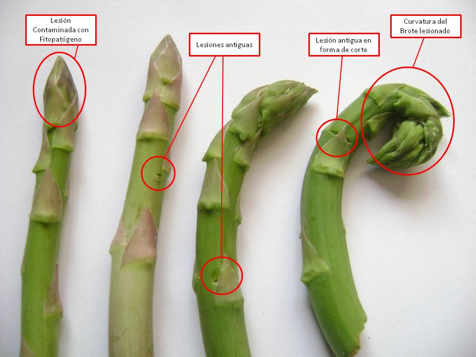 INTEAGRO: PRODIPLOSIS