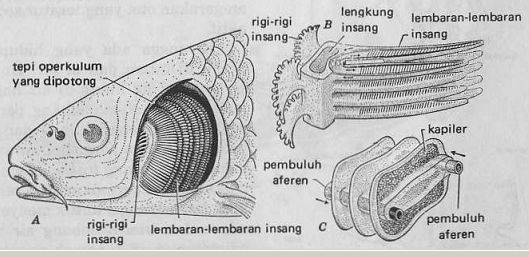 SISTEM PERNAFASAN IKAN - Kumpulan Materi