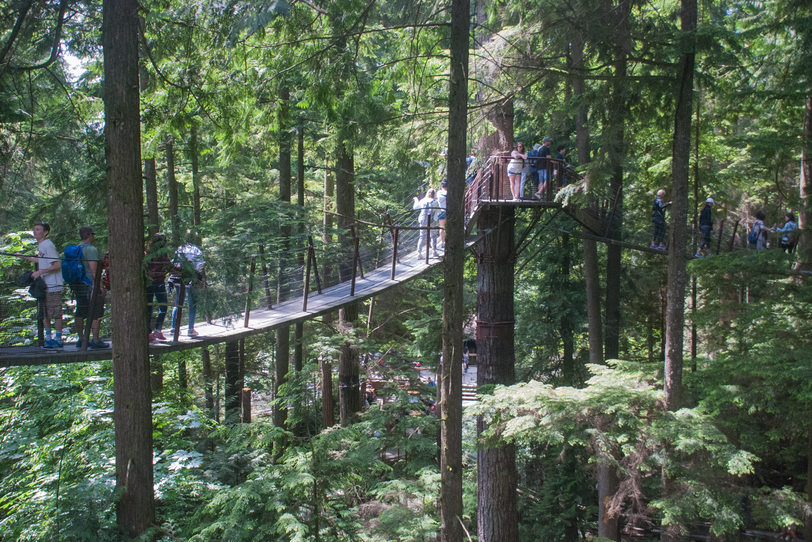 Pacific Northwest Photography: Capilano: Rain Forest and Treetops Adventure