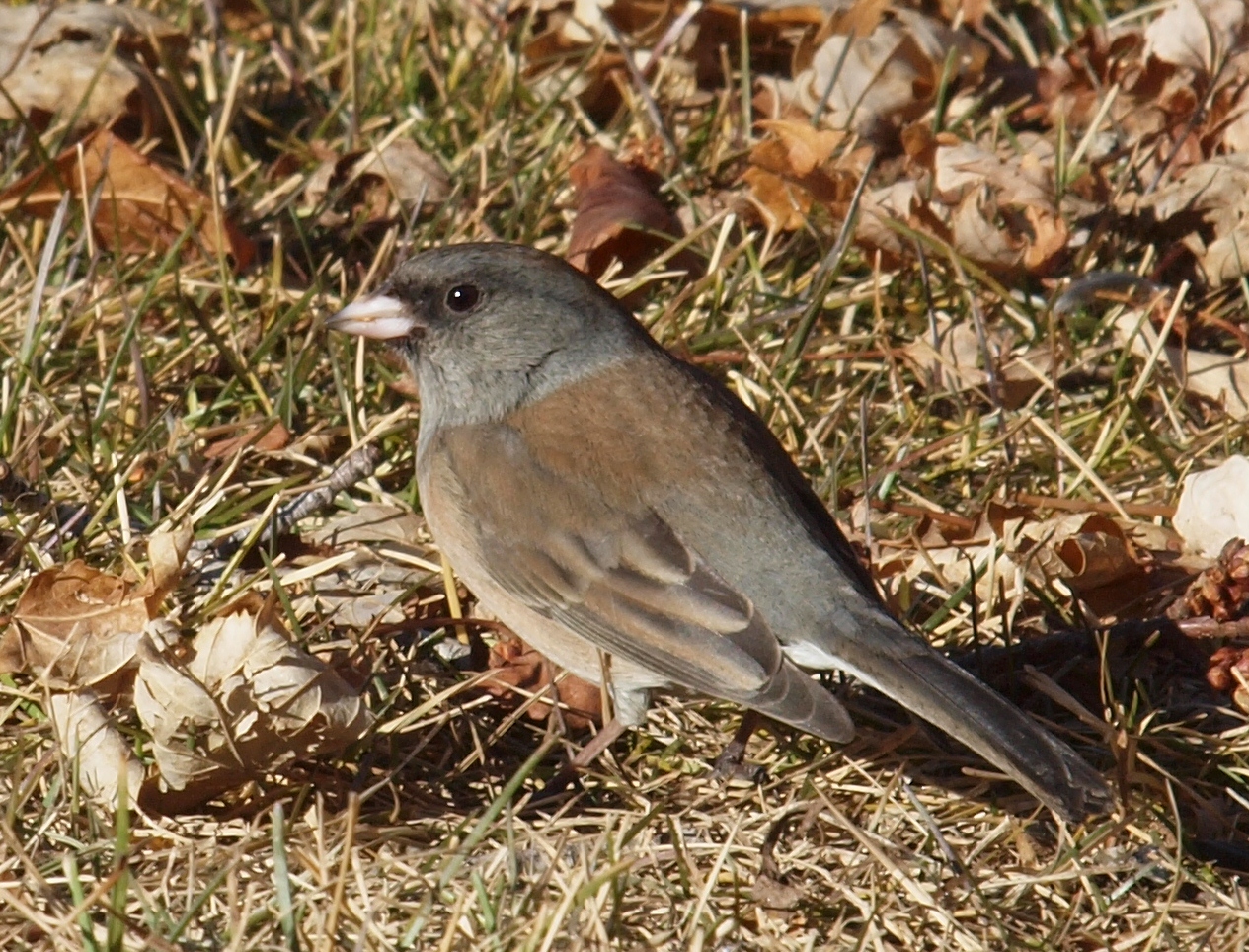 Birding Is Fun!: Dark-eyed Junco Complex