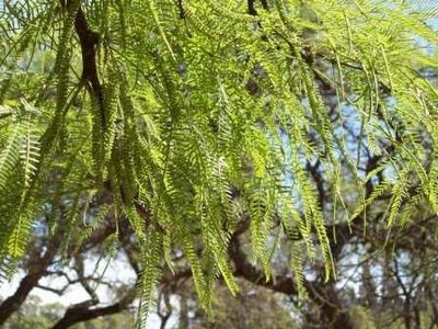 Prosopis Alba