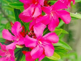 ADELFA (NERIUM OLEANDER) ~ PLANTAS MEDICINALES
