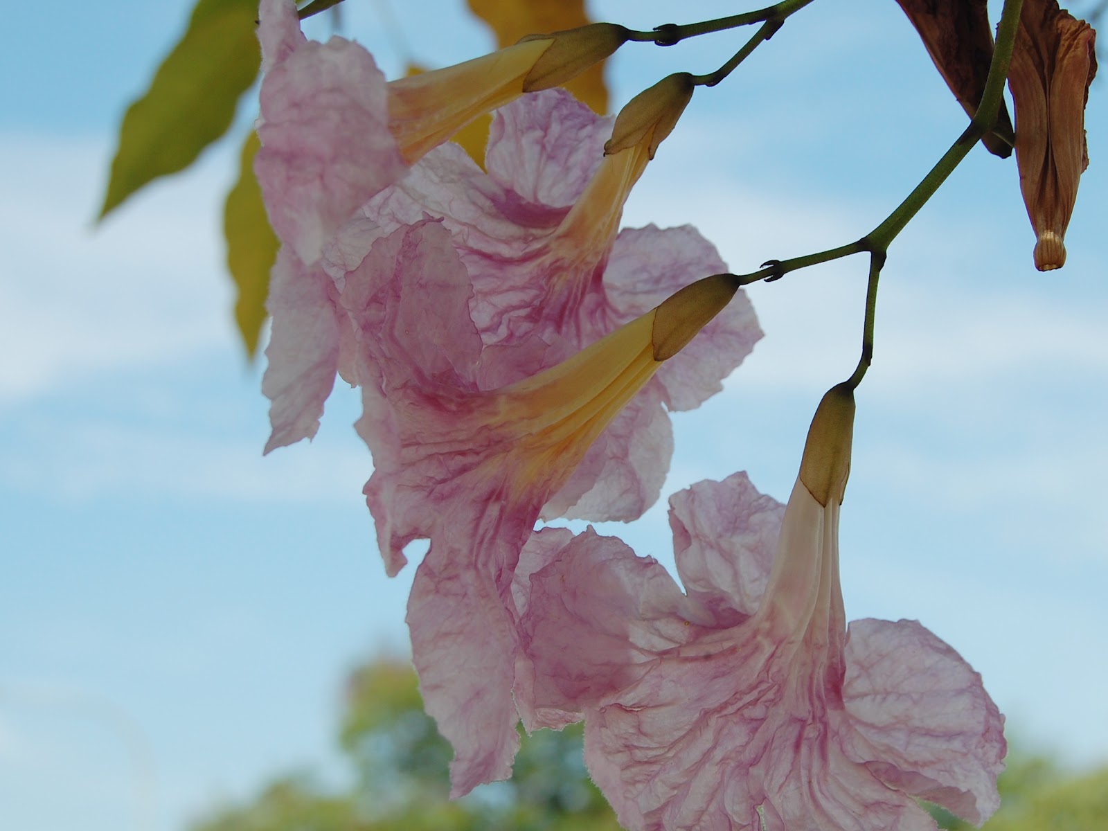 Francis' Junction: The White and Pink Blossoms of Tabebuia pentaphylla