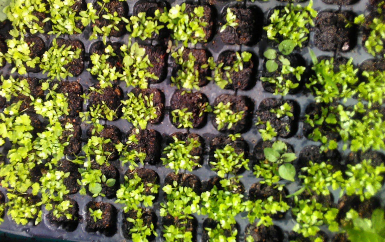 Celery Seedlings