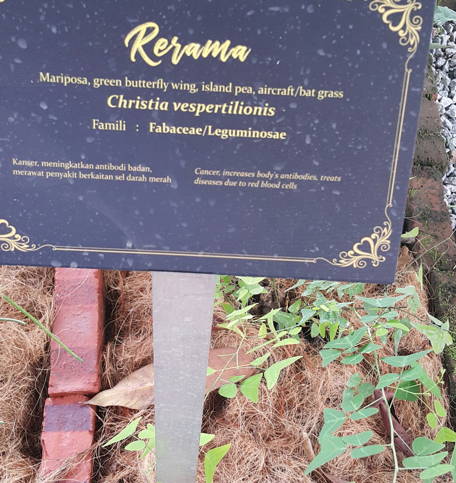 kekalcantik&sihat: Rerama